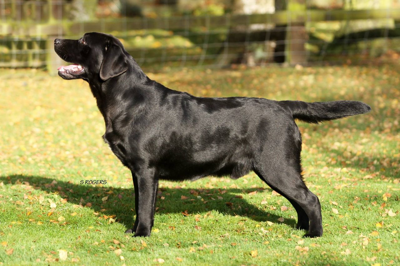 The Boys - Steeleigh Labradors